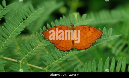 The Angled Castor Butterfly on leaf with natural green background ...