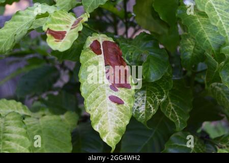 Brown and yellow damage by anthracnose on the green leaf of Robusta ...