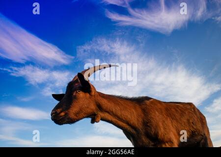 Goat photographed with blue sky background Stock Photo - Alamy