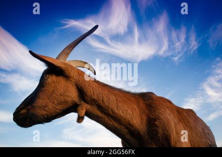 Goat photographed with blue sky background Stock Photo - Alamy