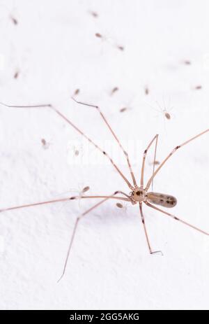 Small Cellar Spider of the Family Pholcidae Stock Photo - Alamy