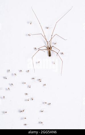 Small Cellar Spider of the Family Pholcidae Stock Photo - Alamy
