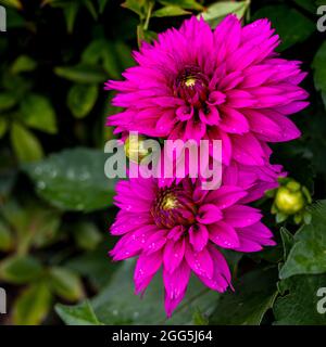 Dahlia Labella ‘Maggiore Deep Rose Stock Photo - Alamy