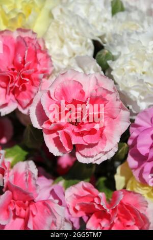 Beautiful bouquet of fresh flowers basking in the bright summer sun ...