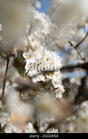 almond tree white flower on female hand in the garden Stock Photo - Alamy