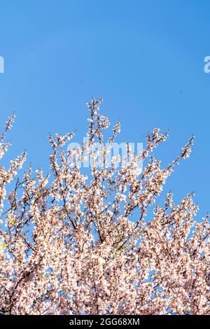 Fruit tree twigs with blooming white and pink petal flowers in spring ...