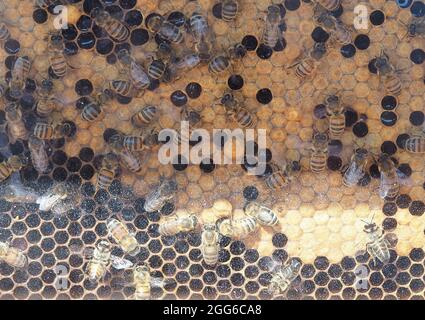 Close up of some bees on a hon Stock Photo - Alamy