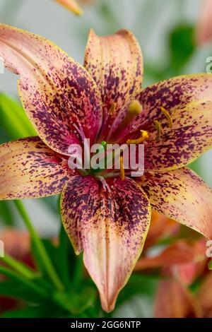 CLOSE-UP OF LILIUM ASIATIC HYBRID ORANGE PIXIE Stock Photo - Alamy