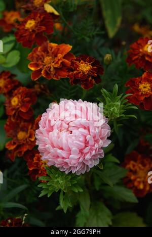 Pink peony-shaped aster on a flower bed in the garden. Extreme close-up ...