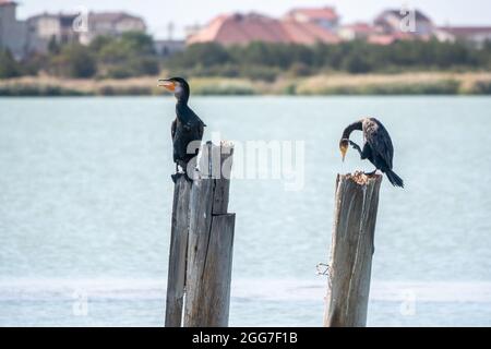 A flock of cormorants sits on a old sea pier. The great cormorant ...