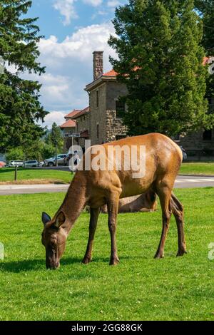 Elk rest in grass in Mammoth Hot Springs, Yellowstone National Park ...