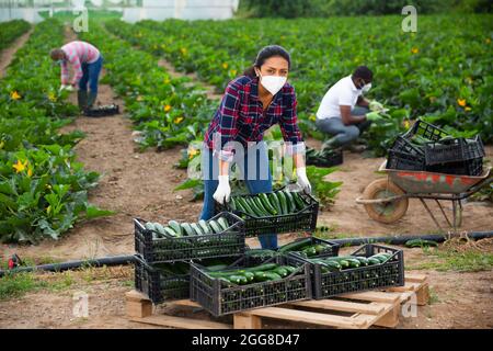 Farmer in mask carrying box with cucumbers Stock Photo - Alamy