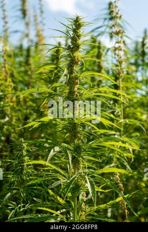 canabis leafes on marijuana field farm sativa weed hemp leaf hash ...