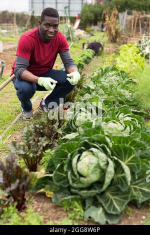 African man controlling growing cabbage Stock Photo - Alamy