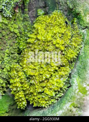 Close-Up of a Vietnamese mossy frog on a leaf, Indonesia Stock Photo ...