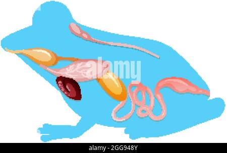 Internal anatomy of frog with organs illustration Stock Vector Image ...