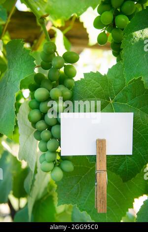Presentation of a bunch of sour grapes with tag for your logo Stock ...