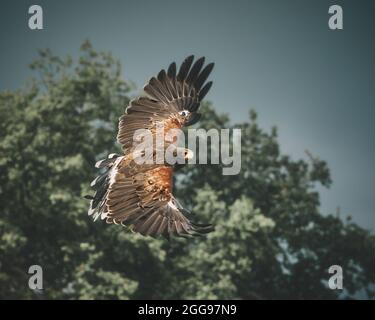 Rotmilan, Red Kite, Portrait Stock Photo - Alamy