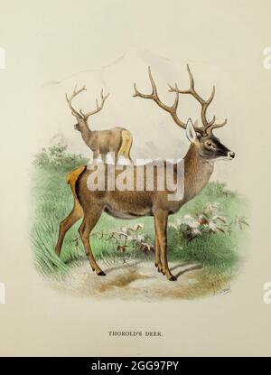 Thorold's Deer (Cervus albirostris) or White-Lipped Deer Stock Photo ...