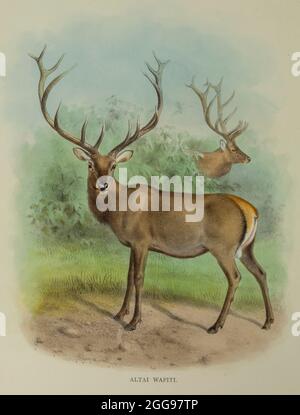 . The deer of all lands; a history of the family Cervidæ living and ...