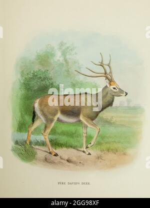 Père David's deer stag (Elaphurus davidianus) in the water during ...