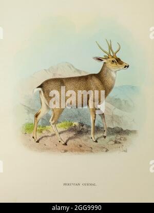 North Andean Deer (Hippocamelus antisensis Stock Photo - Alamy
