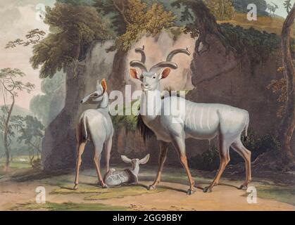 kudu kudus africa african antelope antelopes ruminant ruminants ...