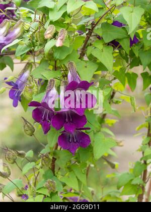 A group of the purple flowers of the climbing snapdragon Asarina ...