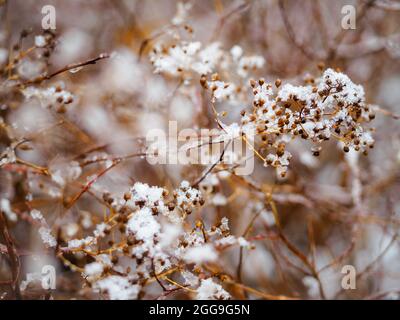Snow flakes on shrub, closeup with bokeh background. Frozen bush with ...