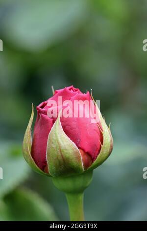Red rose, variety Isabel, flower in close up with a background of ...