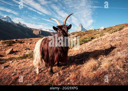 Valais Blackneck Goat, Zermatt, Switzerland Stock Photo - Alamy