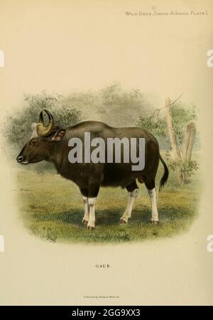 Gaur (Bos gaurus) is also known as the Indian Bison and is considered ...