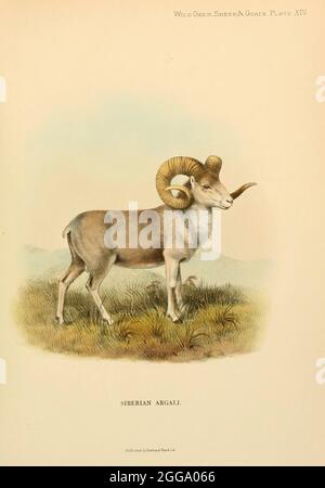 Altai argali sheep (Ovis ammon), three grazing on slope. Sanjiangyuan ...