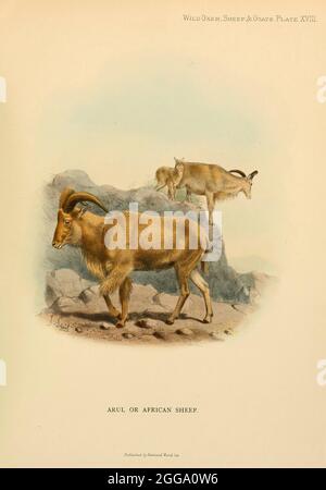 Barbary Sheep, also known as Aoudad, at Natural Bridge Wildlife Ranch ...