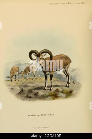 Wild blue sheep (Bharal) in Tibet Stock Photo - Alamy