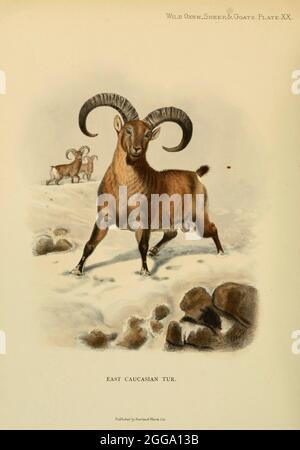 Goat, goats "mountain goat" wild goat, Eastern France Stock Photo - Alamy