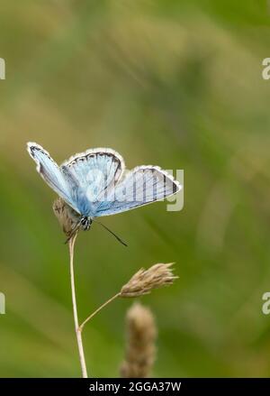 Common Blue Butterfly showing underwings Stock Photo - Alamy