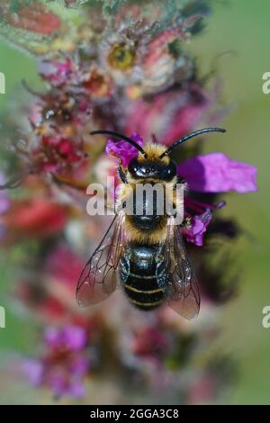 Vertical closeup of a male of the purple loosestrife bee, Melitta ...