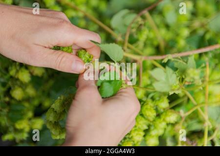 Human hands plucking fresh green hops from the vine Stock Photo - Alamy