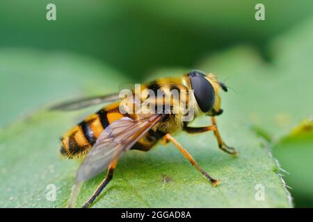 Detailed closeup on a Deadhead hoverfly, Myathropdea florea, sitting on ...