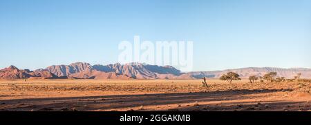 acacias and mountain in the Namib desert Stock Photo - Alamy