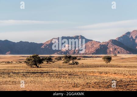 acacias and mountain in the Namib desert Stock Photo - Alamy
