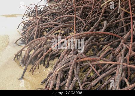 A saltwater mangrove ecosystem at low tide showing the tree roots Stock ...