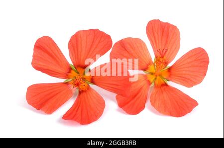 Red mallow (Pavonia missionum) isolated on white background Stock Photo ...