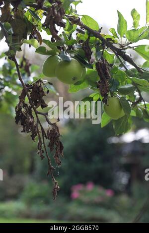 Apple canker Neonectria ditissima (syn. Neonectria galligena, Nectria ...