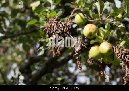 Apple canker Neonectria ditissima (syn. Neonectria galligena, Nectria ...