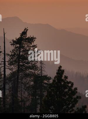 Burned trees from wildfire in the north cascades Stock Photo - Alamy