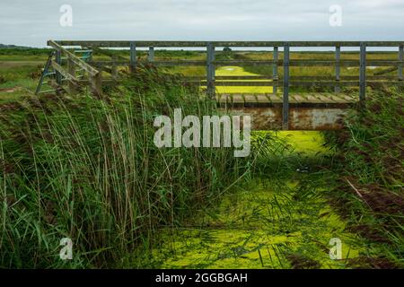 Creek with pond weed, Salthouse Marshes North Norfolk Stock Photo - Alamy