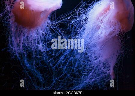 Pink Meanie jellyfish, Drymonema larsoni, underwater close to the ...