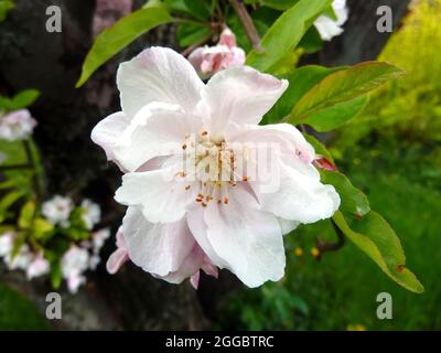 Asiatic apple, Chinesischer Apfel, Chinese flowering apple, Malus ...